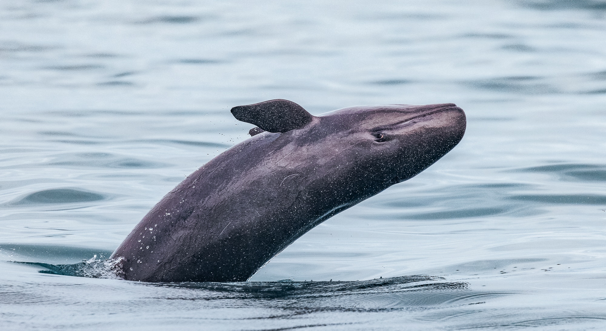 Extinction is Forever: Saving Hawaii's False Killer Whales | Pacific ...