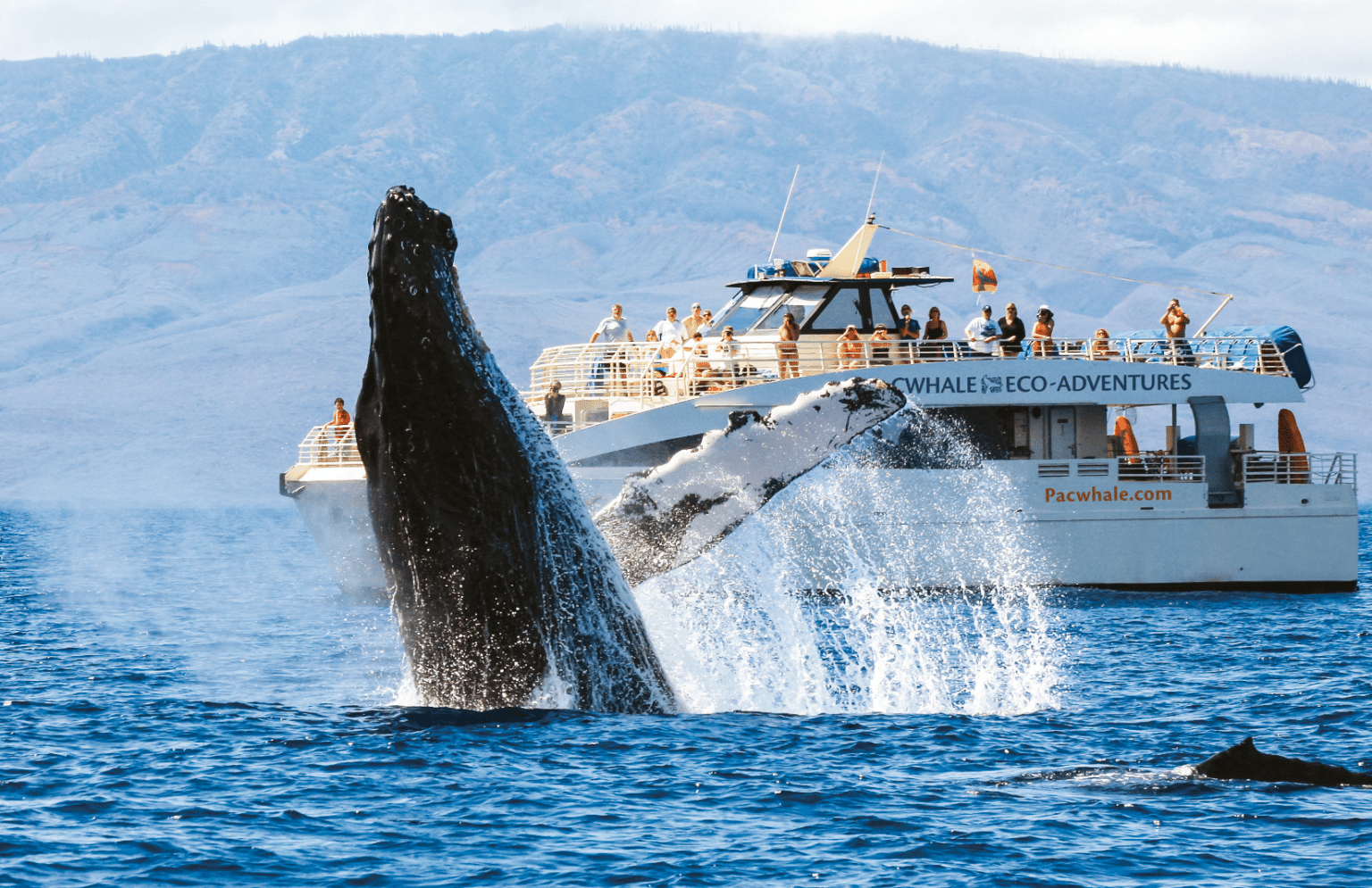 Legacy of a Vision: 45 Years of Whale Watching to Conservation ...