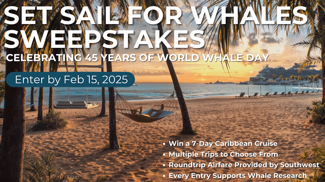 45th Annual World Whale Day | Pacific Whale Foundation