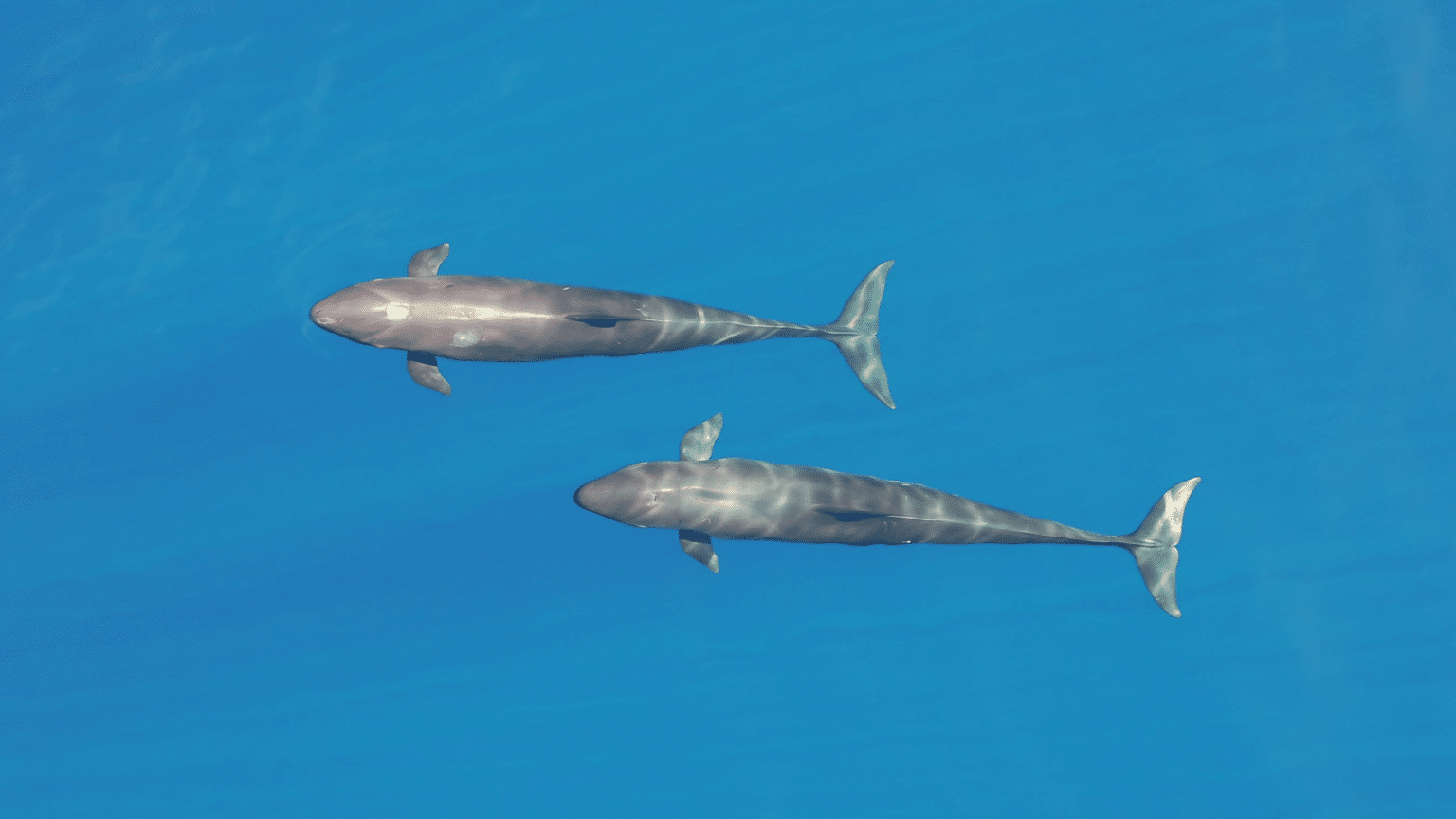 Watching a Whale Disappear: What Drone Science is Revealing About ...